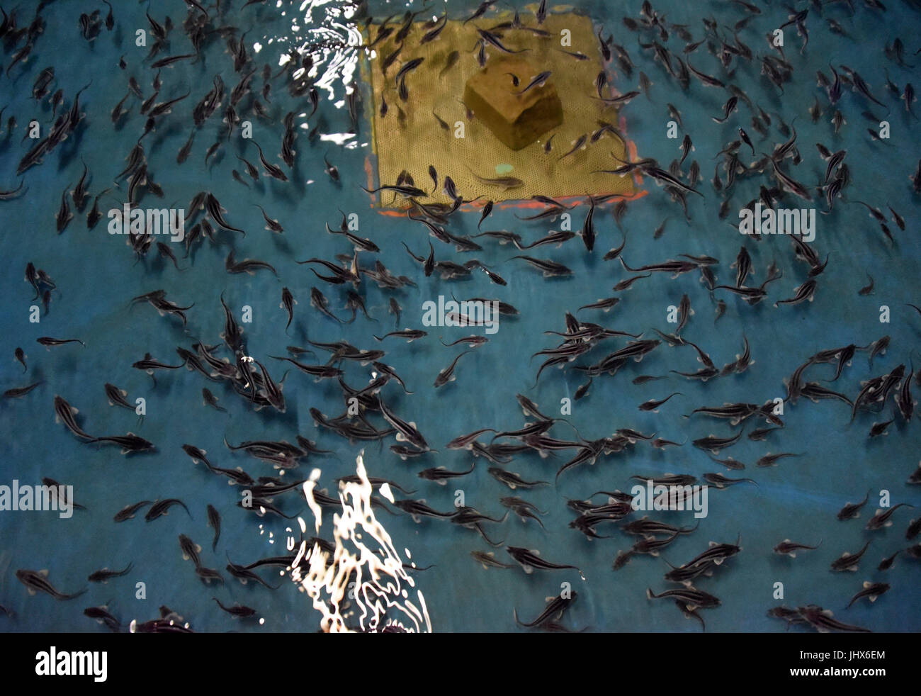 Reproduction and farming of sturgeon Stock Photo - Alamy
