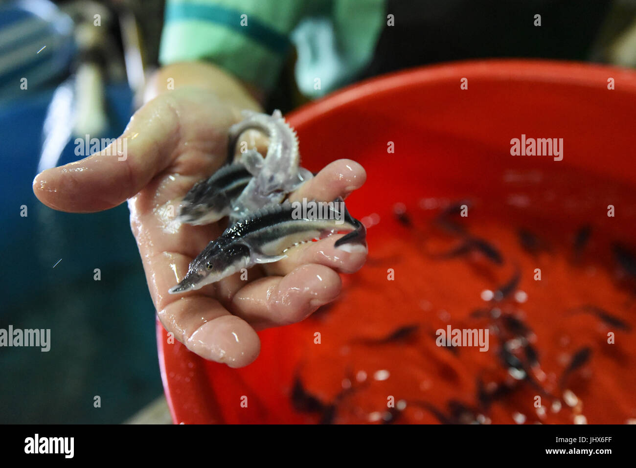 Reproduction and farming of sturgeon Stock Photo - Alamy