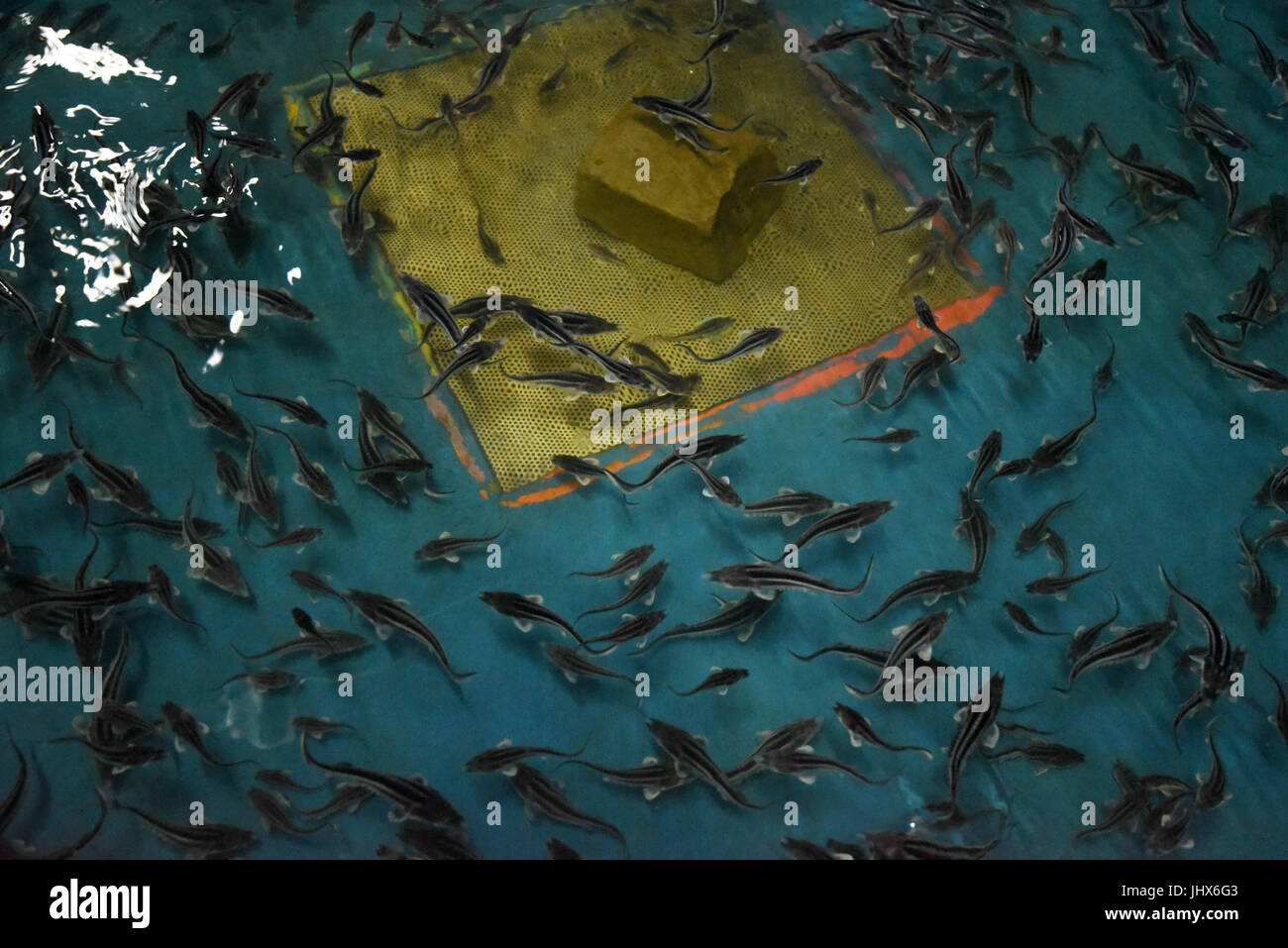 Reproduction and farming of sturgeon Stock Photo - Alamy