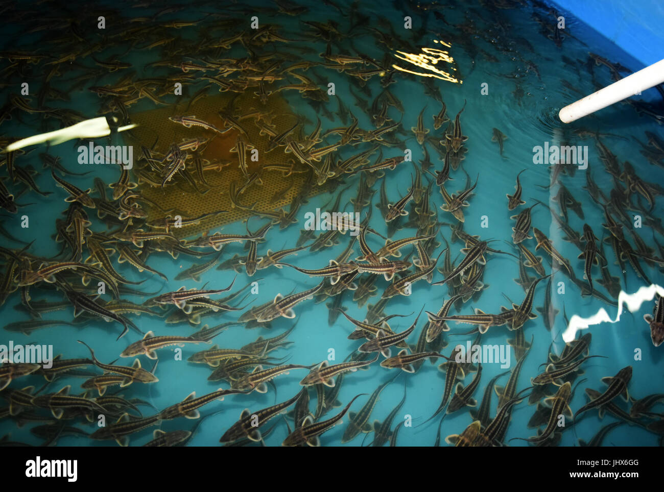 Reproduction and farming of sturgeon Stock Photo - Alamy