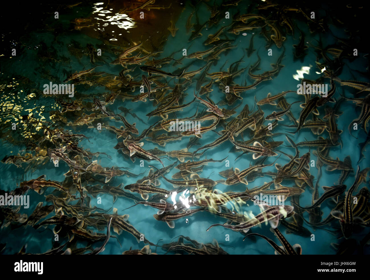 Reproduction and farming of sturgeon Stock Photo - Alamy