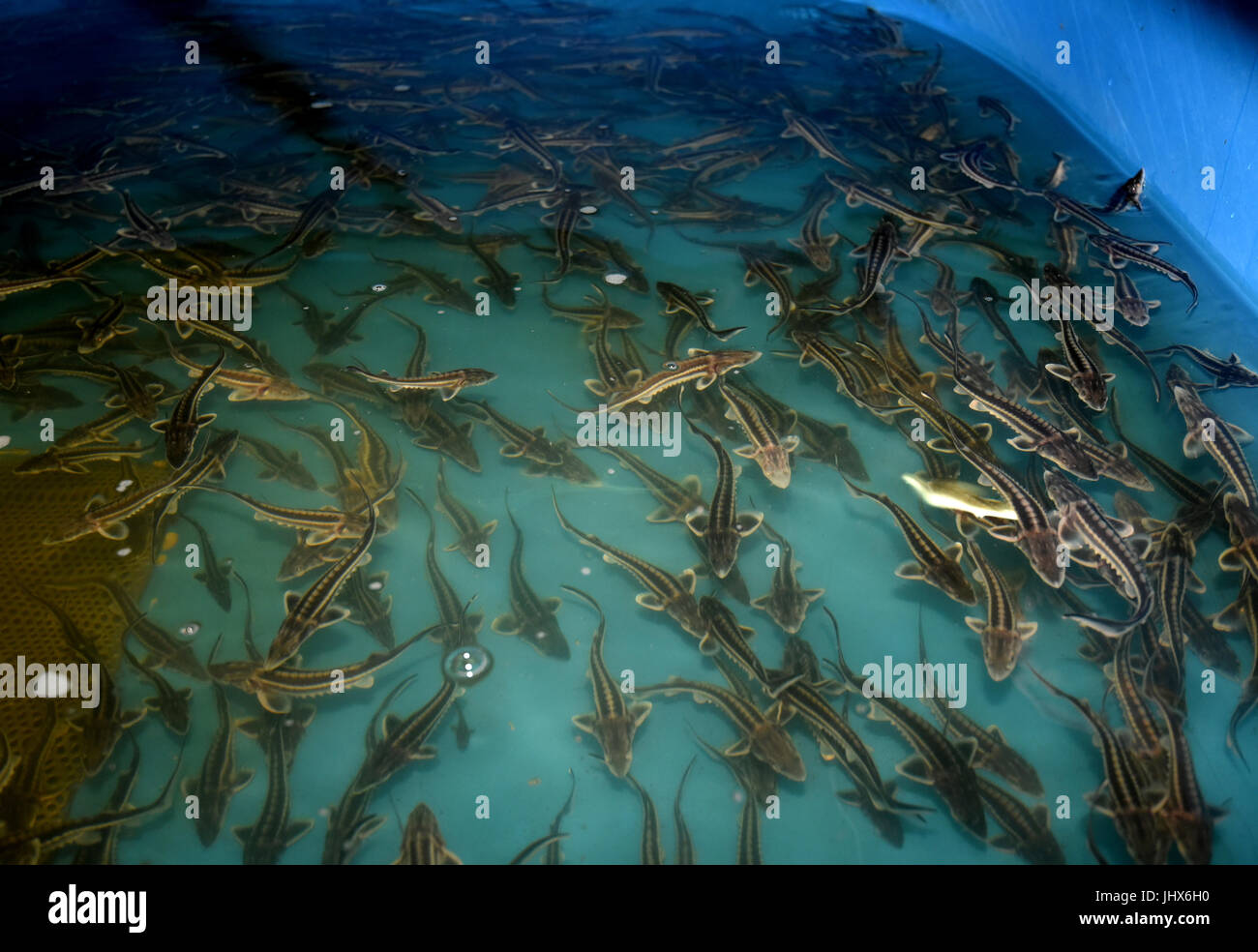 Reproduction and farming of sturgeon Stock Photo - Alamy