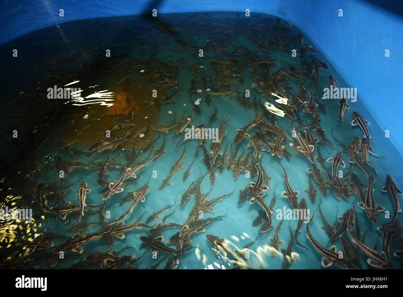 Reproduction and farming of sturgeon Stock Photo - Alamy