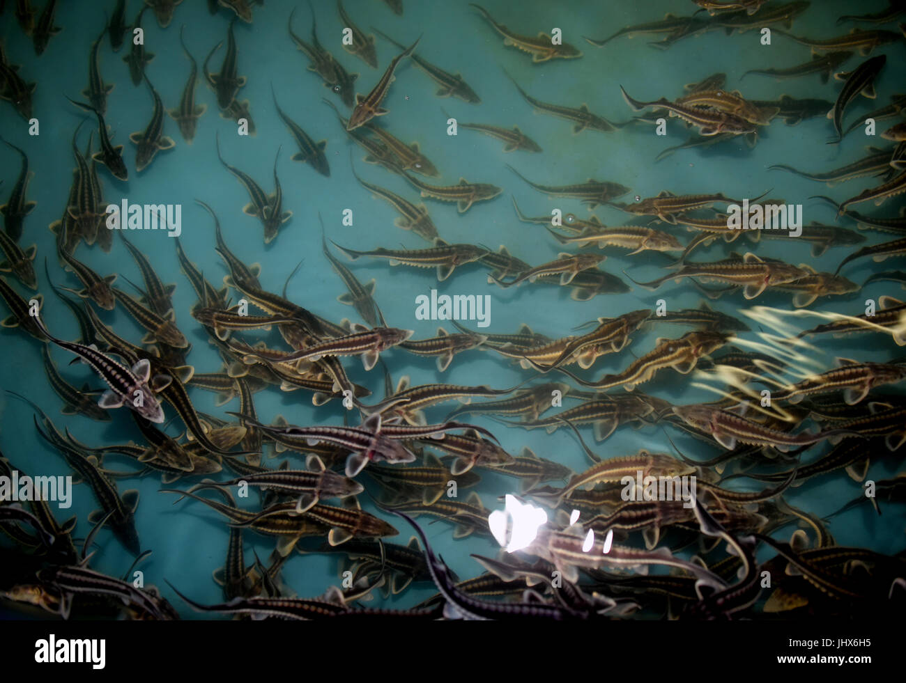 Reproduction and farming of sturgeon Stock Photo - Alamy