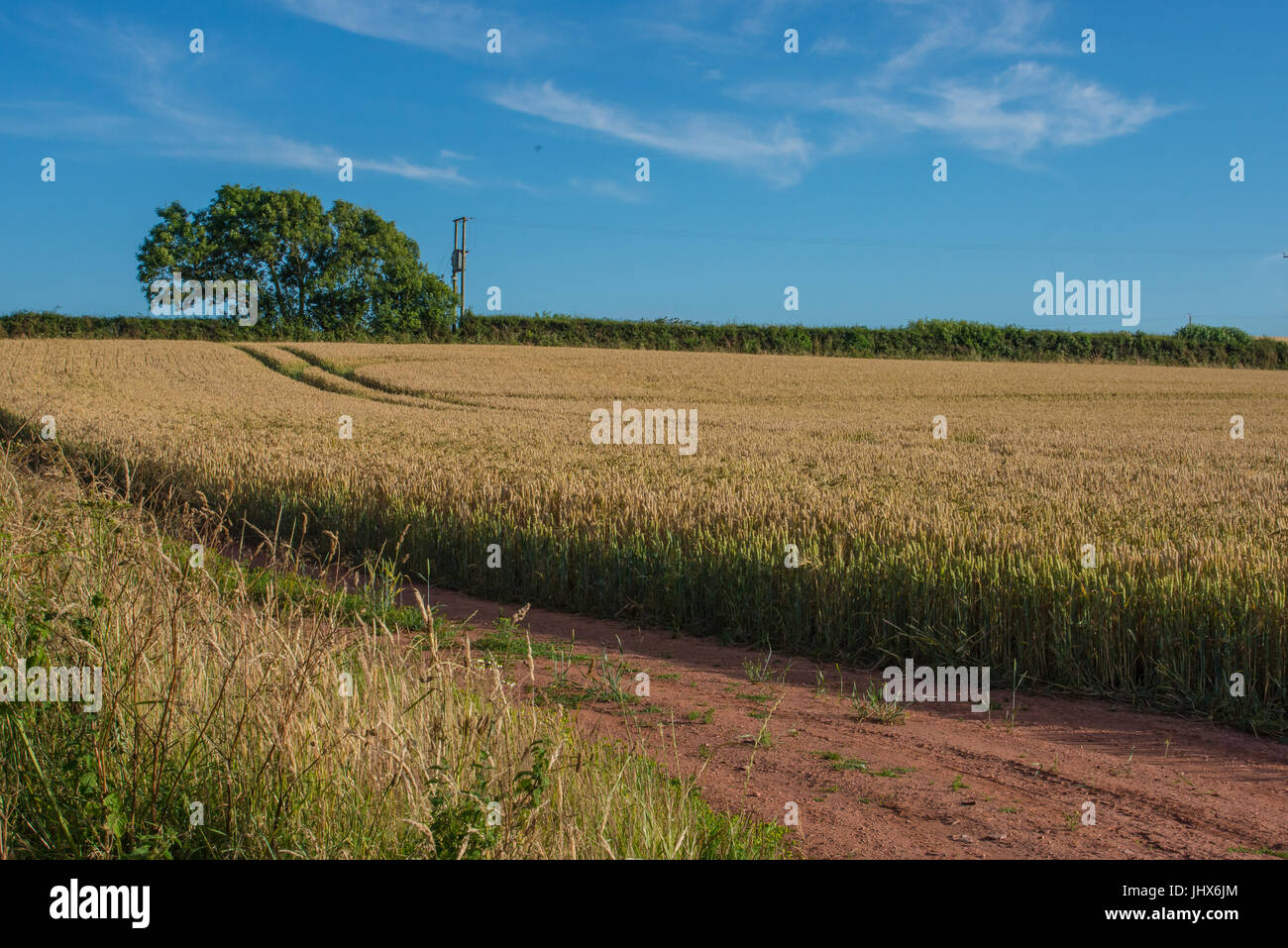 Corn field hedge uk hi-res stock photography and images - Alamy