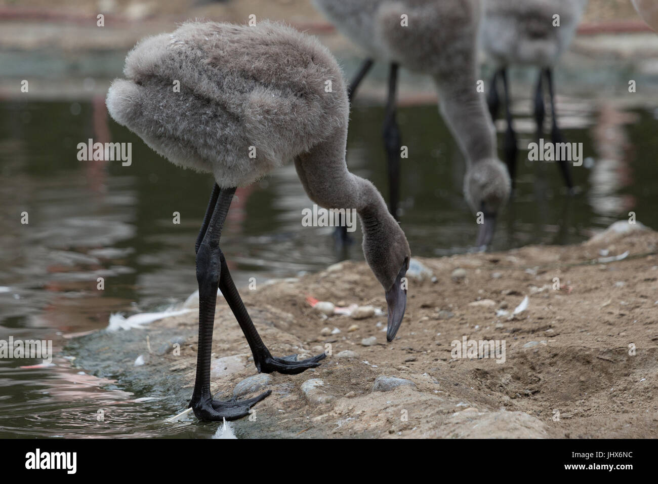 A photograph of a juvenile flamingo Stock Photo - Alamy