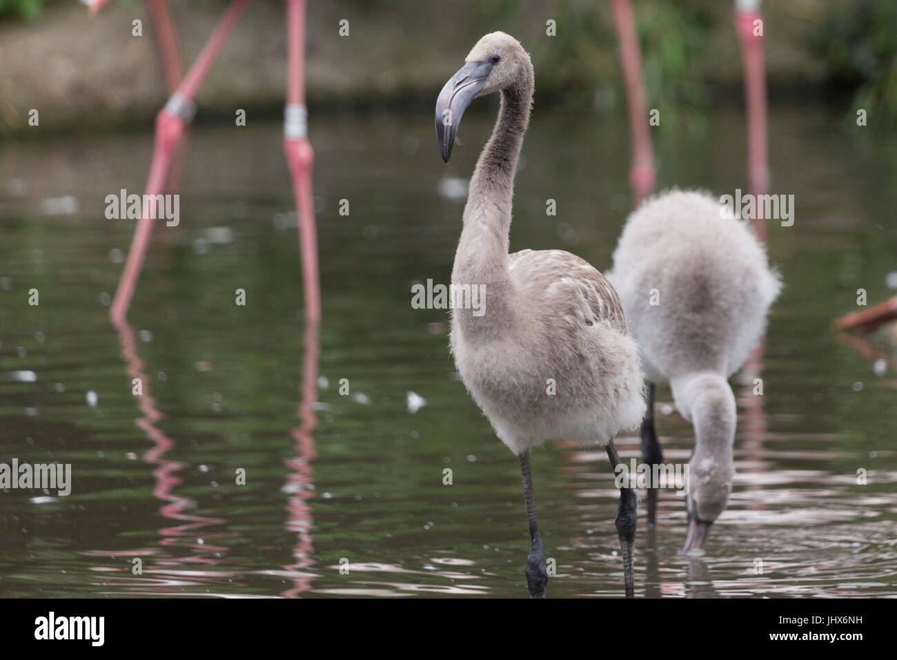 A photograph of a juvenile flamingo Stock Photo - Alamy