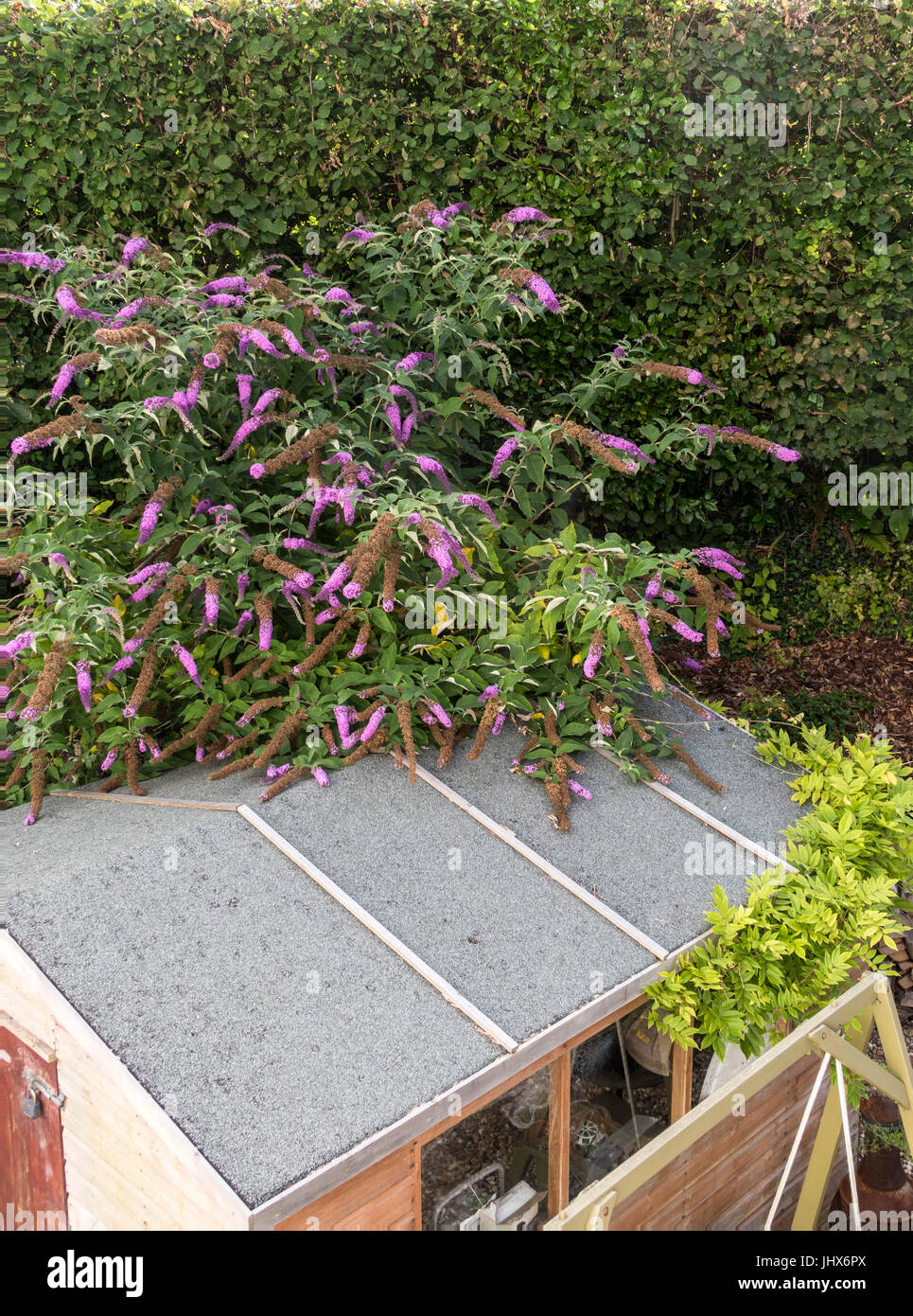 Large Buddleia davidii, common Buddleia, overgrown and overtaking a ...