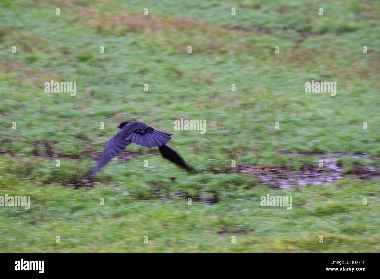 Crow flying low Stock Photo - Alamy