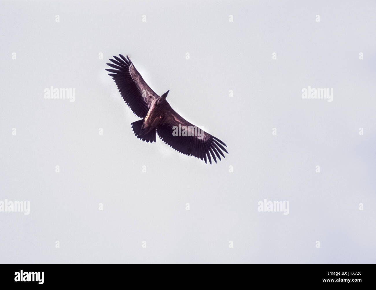 Iucn critically endangerd birds hi-res stock photography and images - Alamy