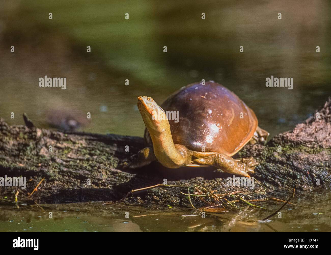 Indian flapshell turtle (Lissemys punctata) Keoladeo Ghana National ...