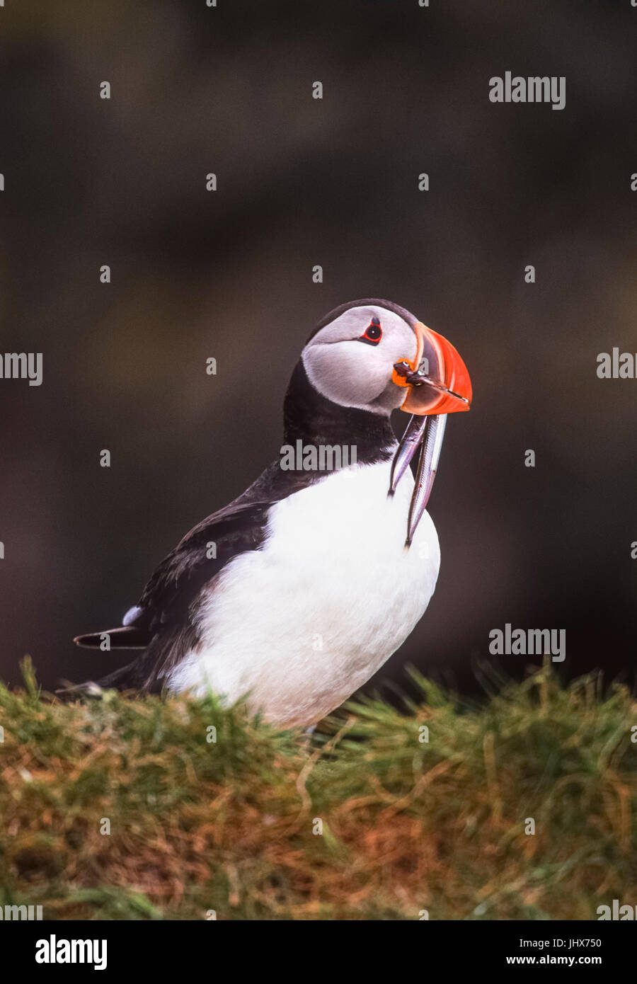 Puffin coloured beak hi-res stock photography and images - Alamy