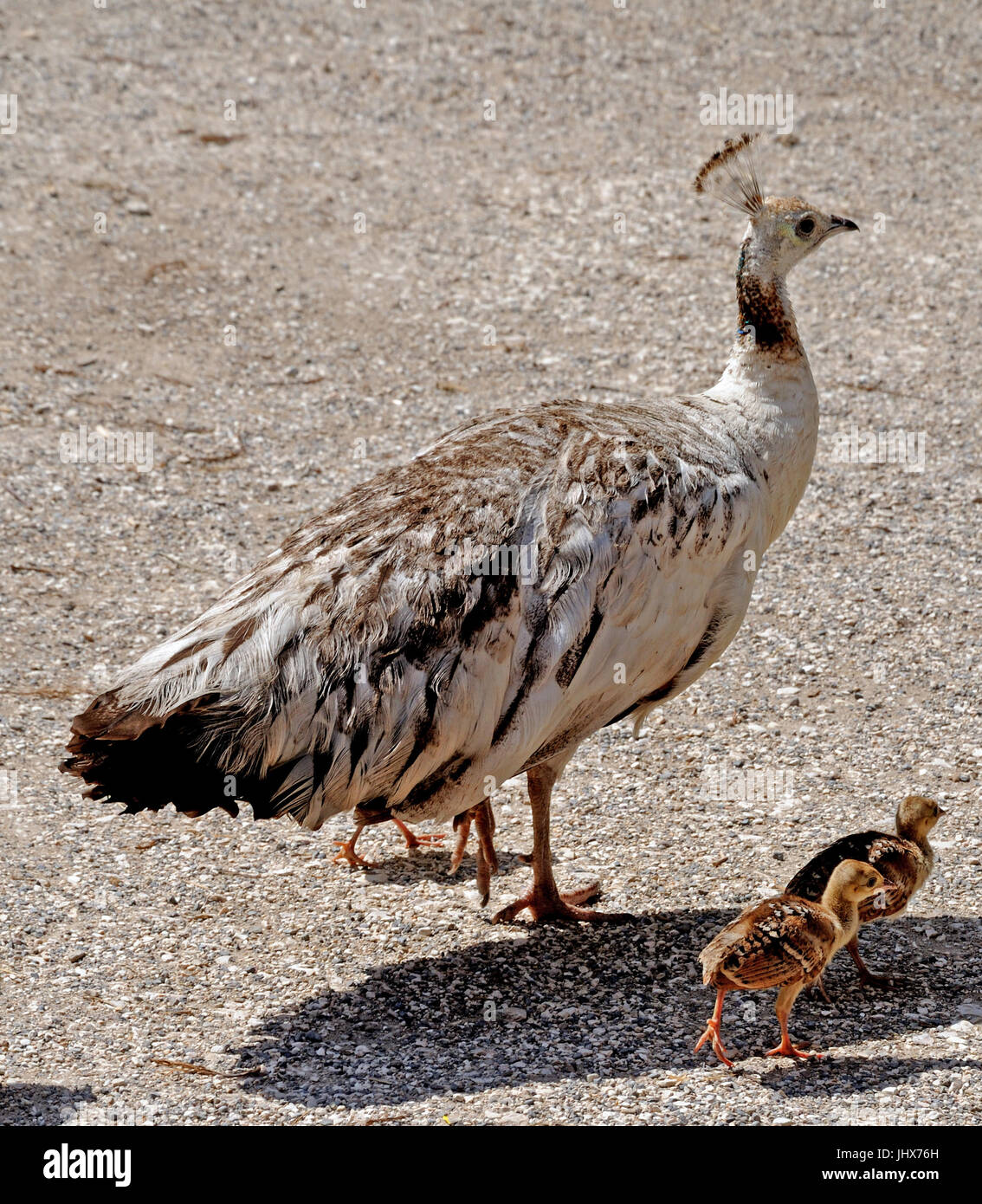 peafowl hen with chicks Stock Photo - Alamy
