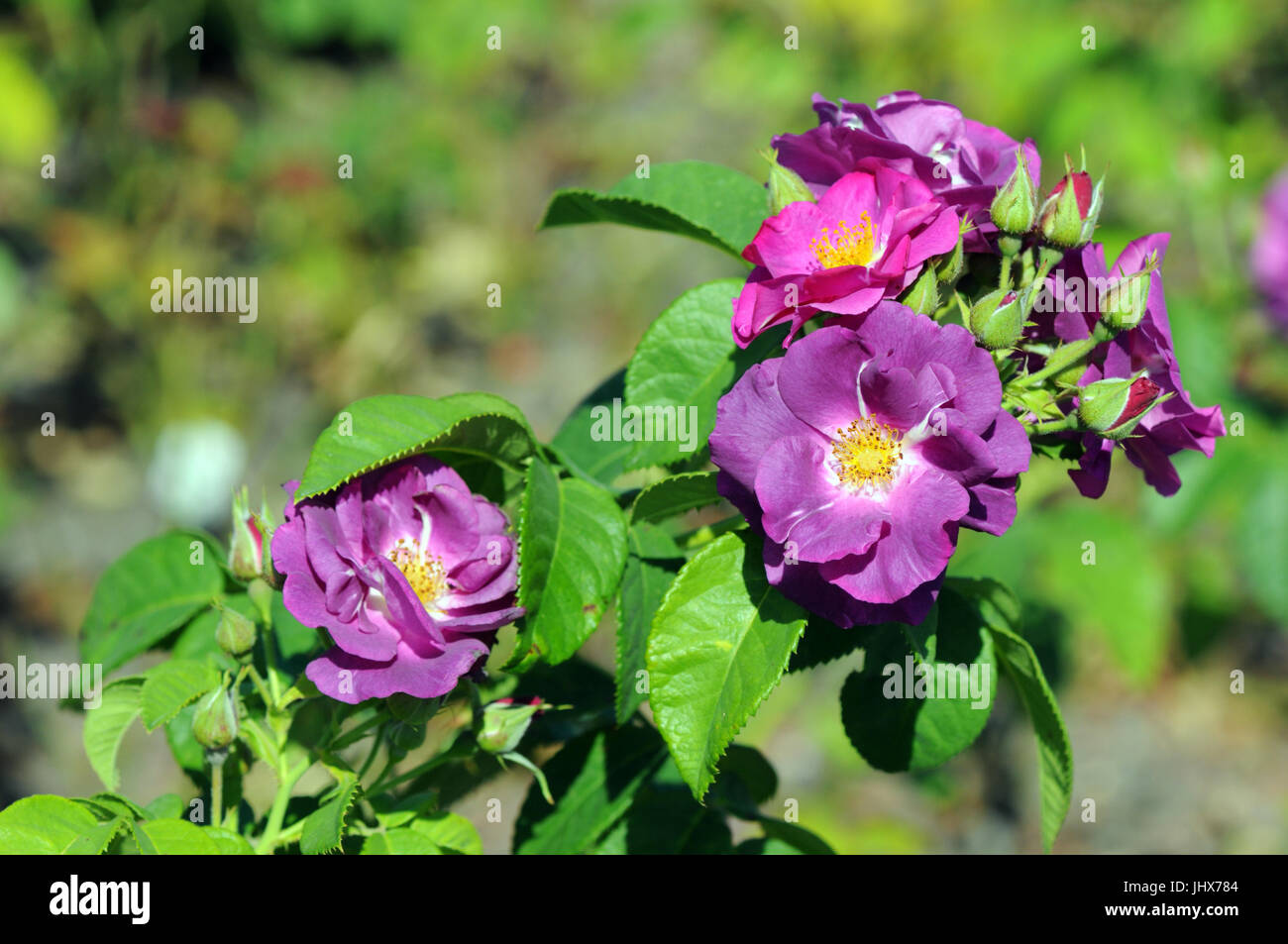 purple beach roses (Rosa rugosa) in a gardening blooming Stock Photo ...