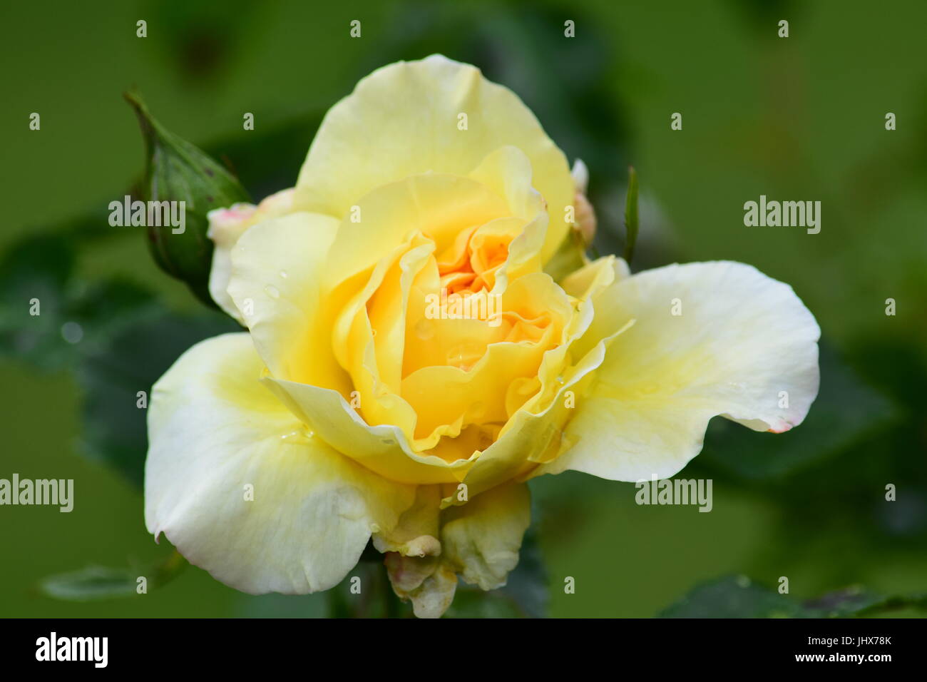 Yellow rose flower Stock Photo - Alamy