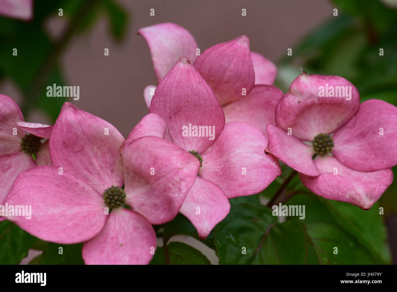 Cluster of pink flowers Stock Photo - Alamy