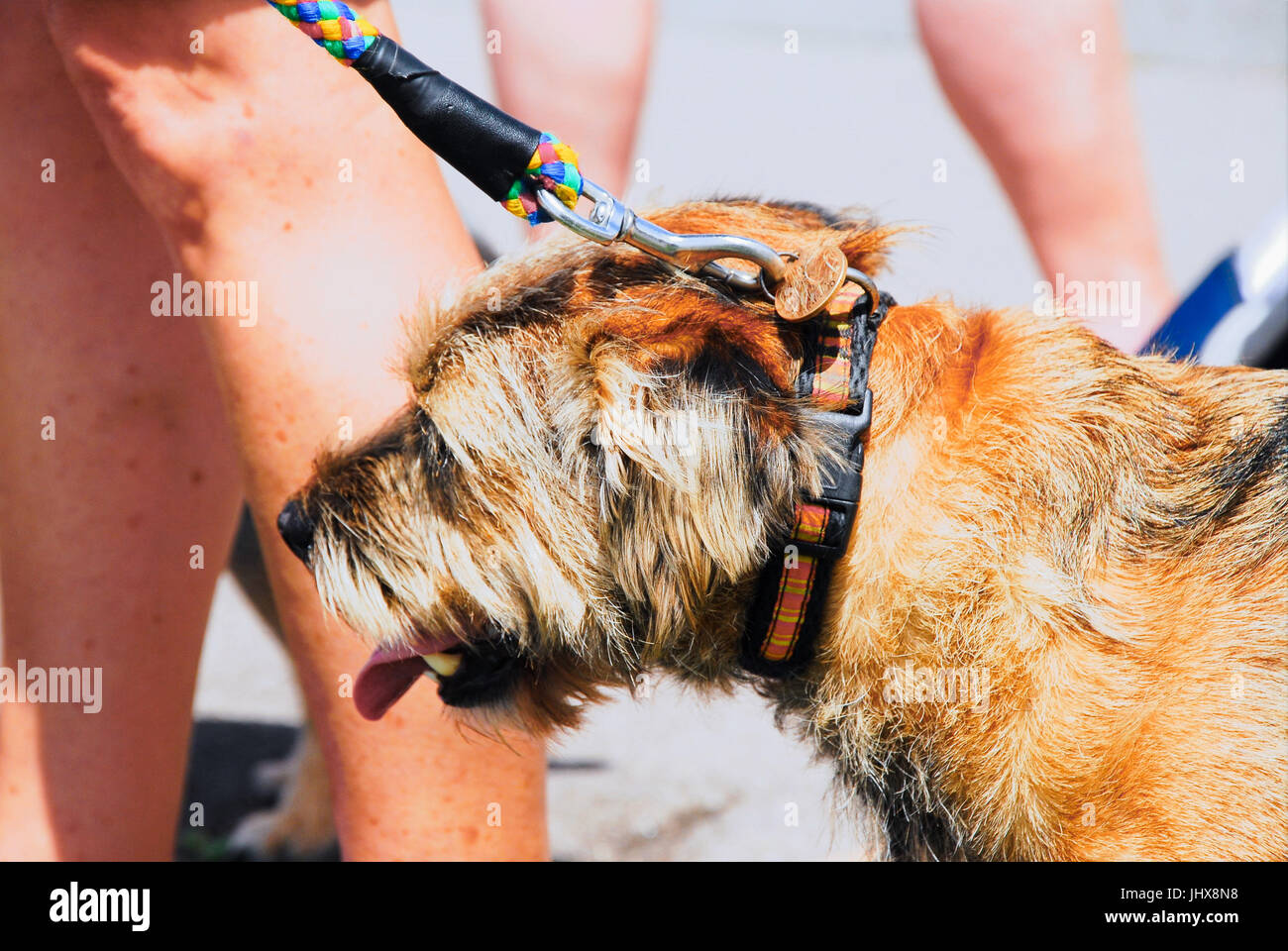 Panting in hot weather hi-res stock photography and images - Alamy