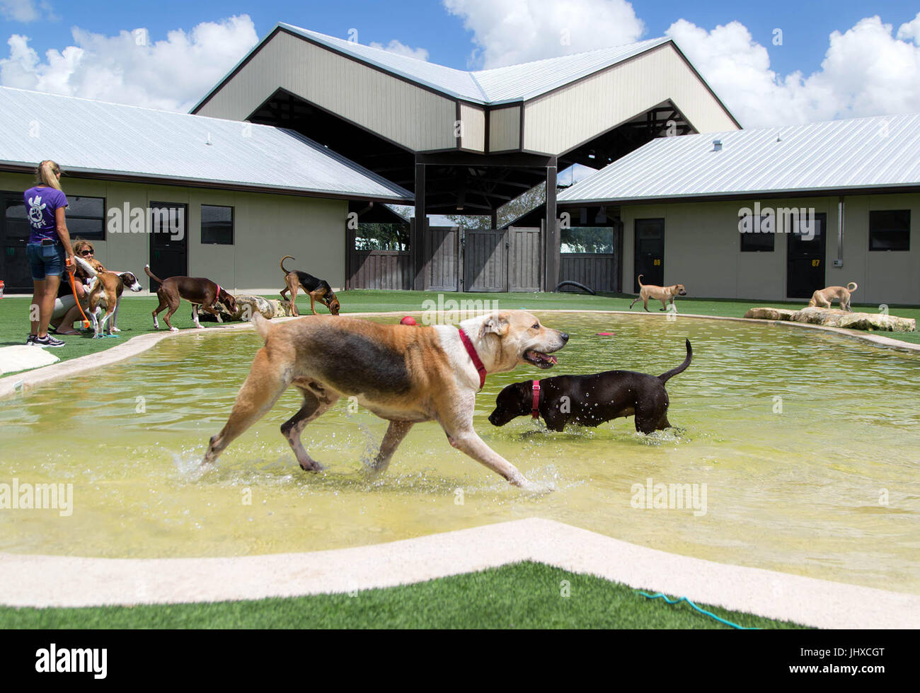 Ranch rescue hi-res stock photography and images - Alamy