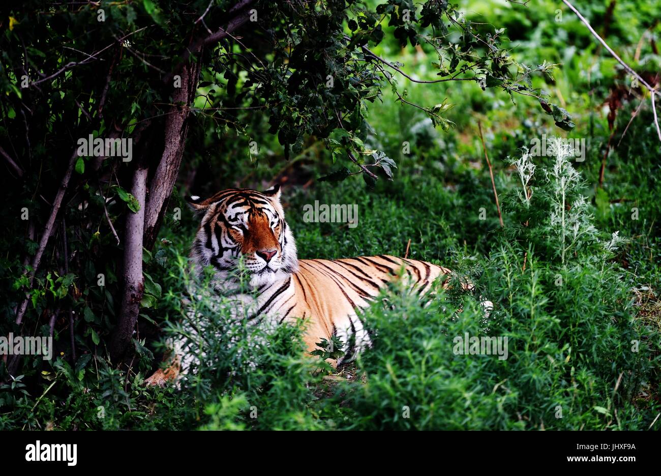 Harbin, China's Heilongjiang Province. 17th July, 2017. A Siberian ...