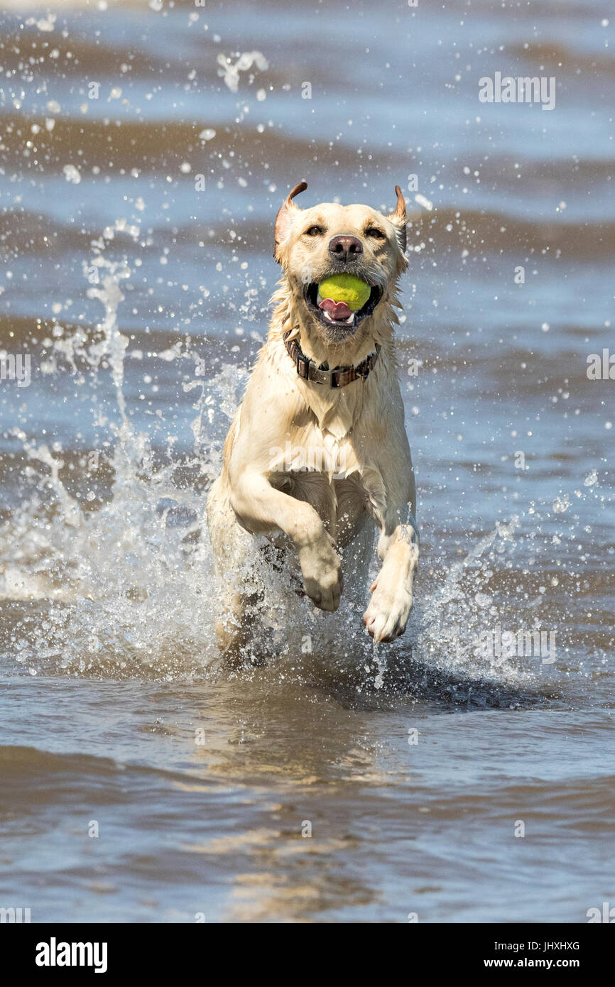 a dog dogs golden Labrador swimming splash splashing sea water wet ...