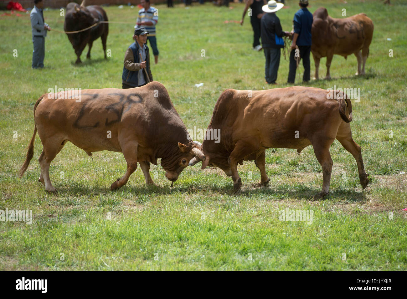 Shilin, China's Yunnan Province. 17th July, 2017. Bulls fight during ...
