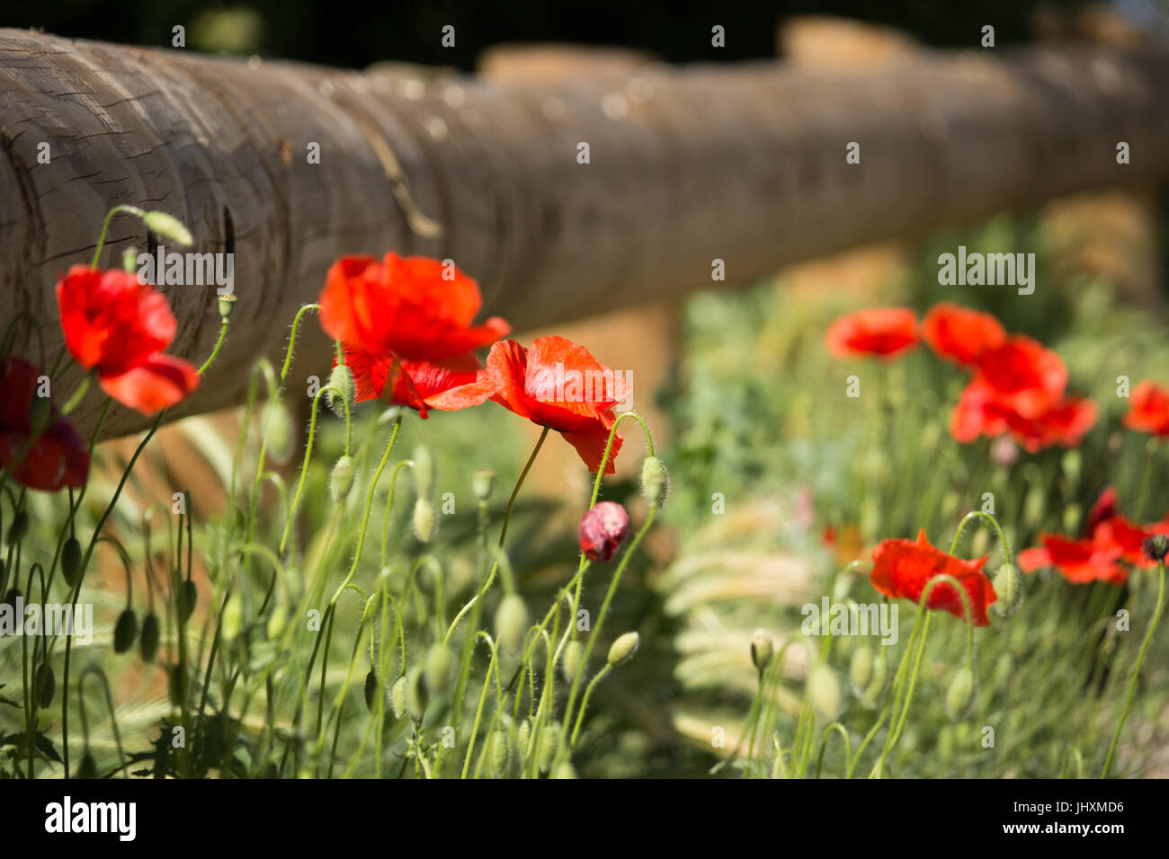 Beautiful bright red poppies close hi-res stock photography and images ...