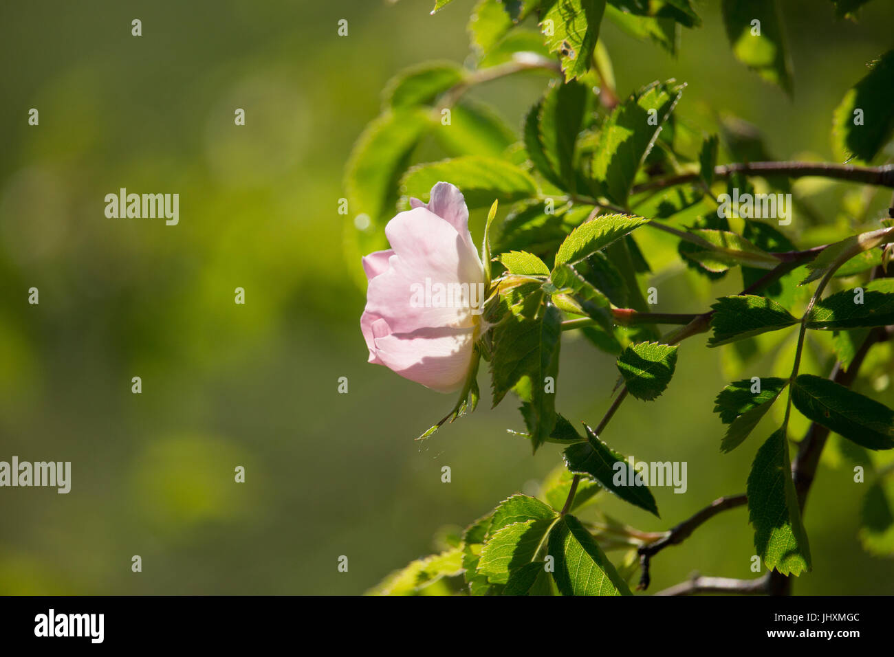 Beautiful pink rosa canina hi-res stock photography and images - Alamy