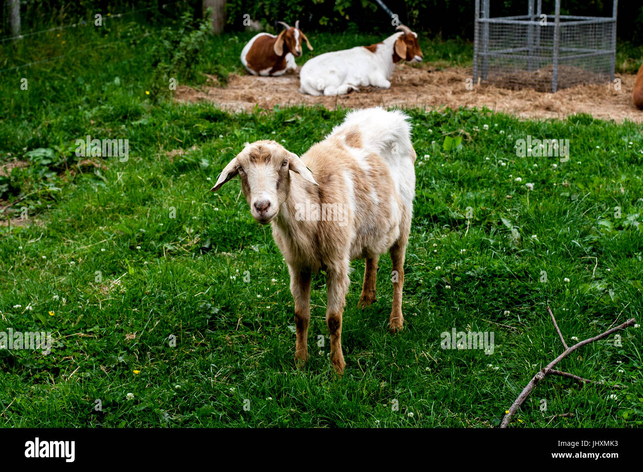Hornless hi-res stock photography and images - Alamy