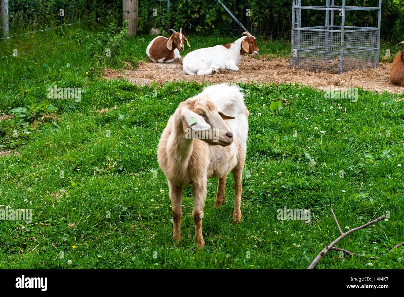 Hornless hi-res stock photography and images - Alamy