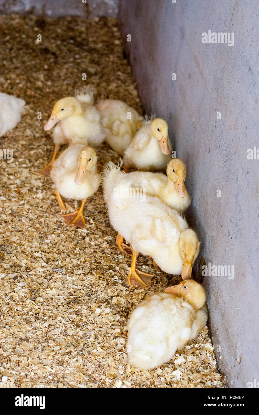 newborn chickens sitting in hay Stock Photo - Alamy