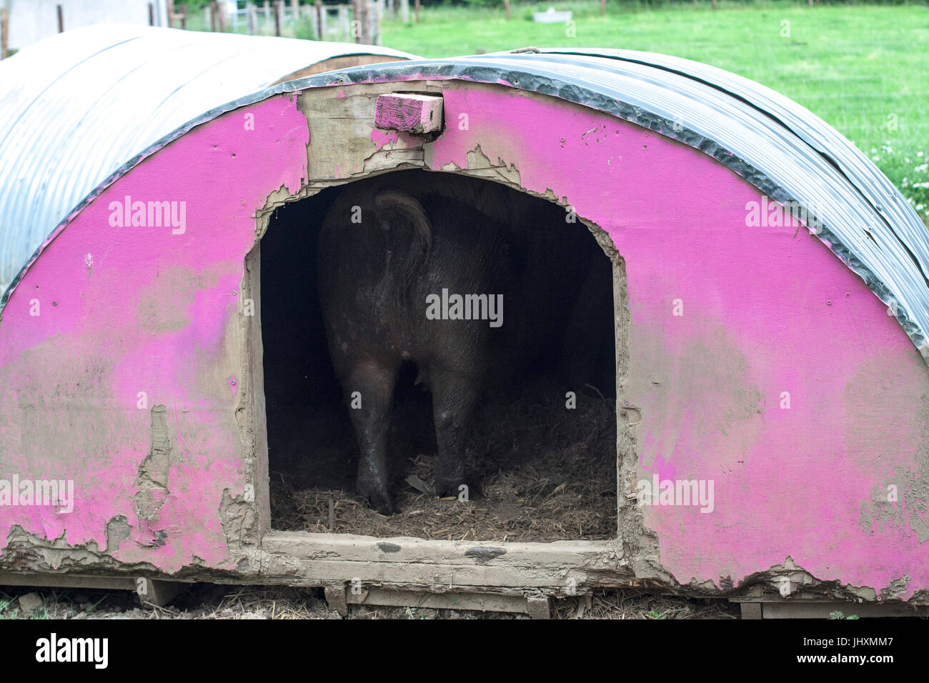 Backside Pig High Resolution Stock Photography and Images - Alamy