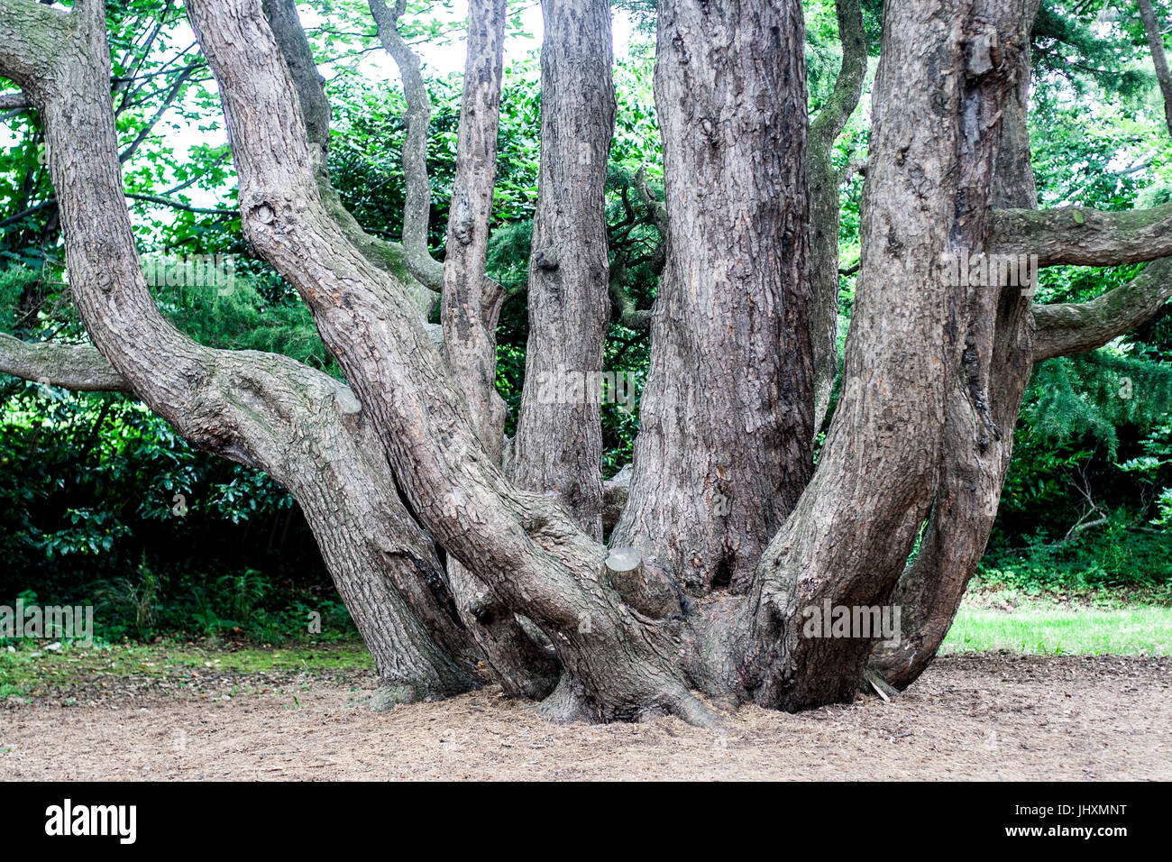 Large multi trunk tree with exposed large woody roots in Dublin Ireland ...