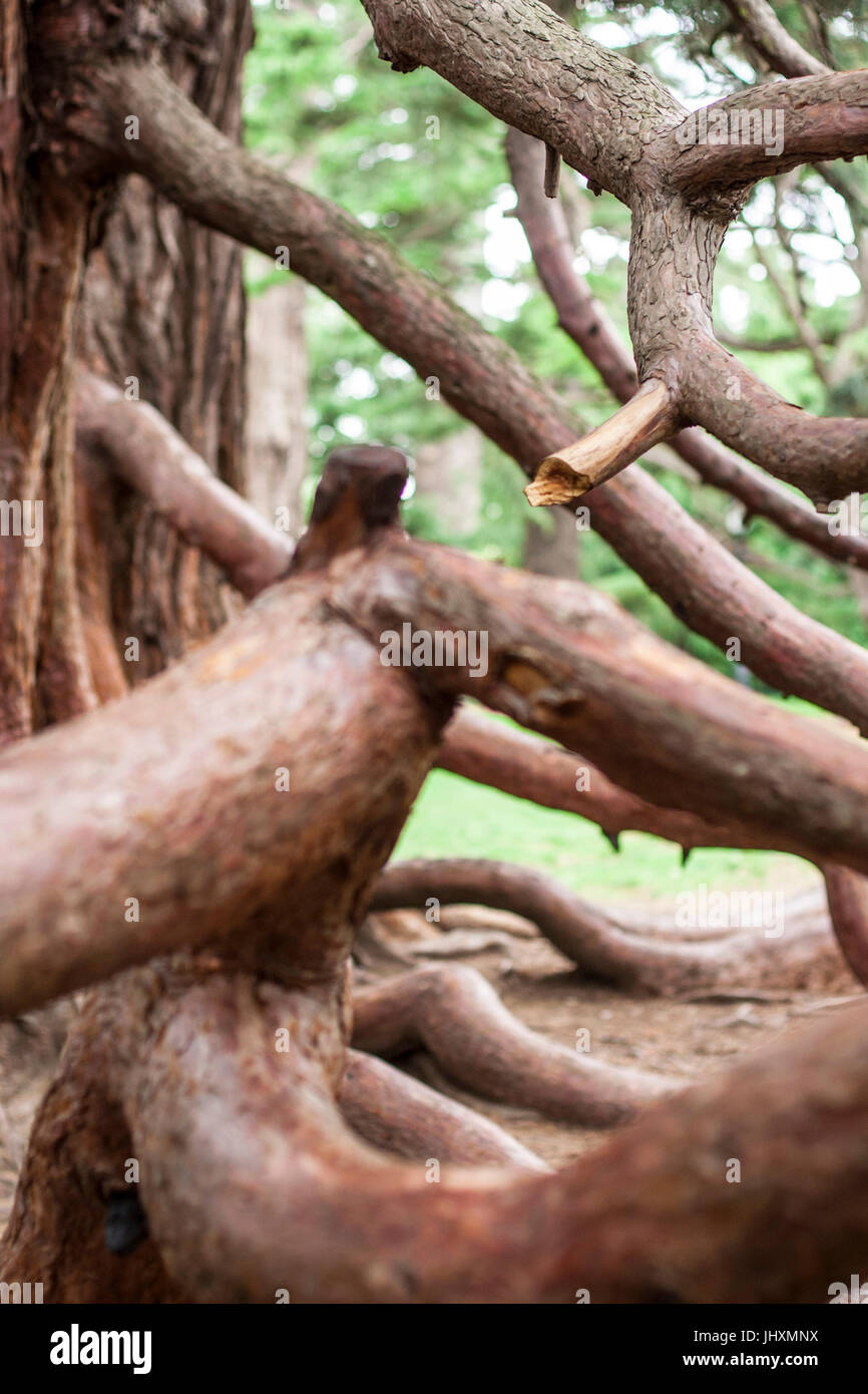 Large multi trunk tree with exposed large woody roots in Dublin Ireland ... Large multi trunk tree with exposed large woody roots in Dublin Ireland ...