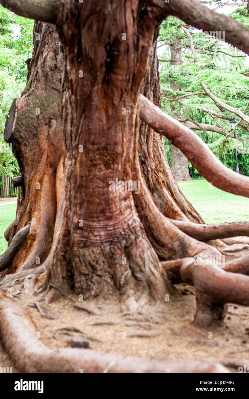 Large multi trunk tree with exposed large woody roots in Dublin Ireland ...