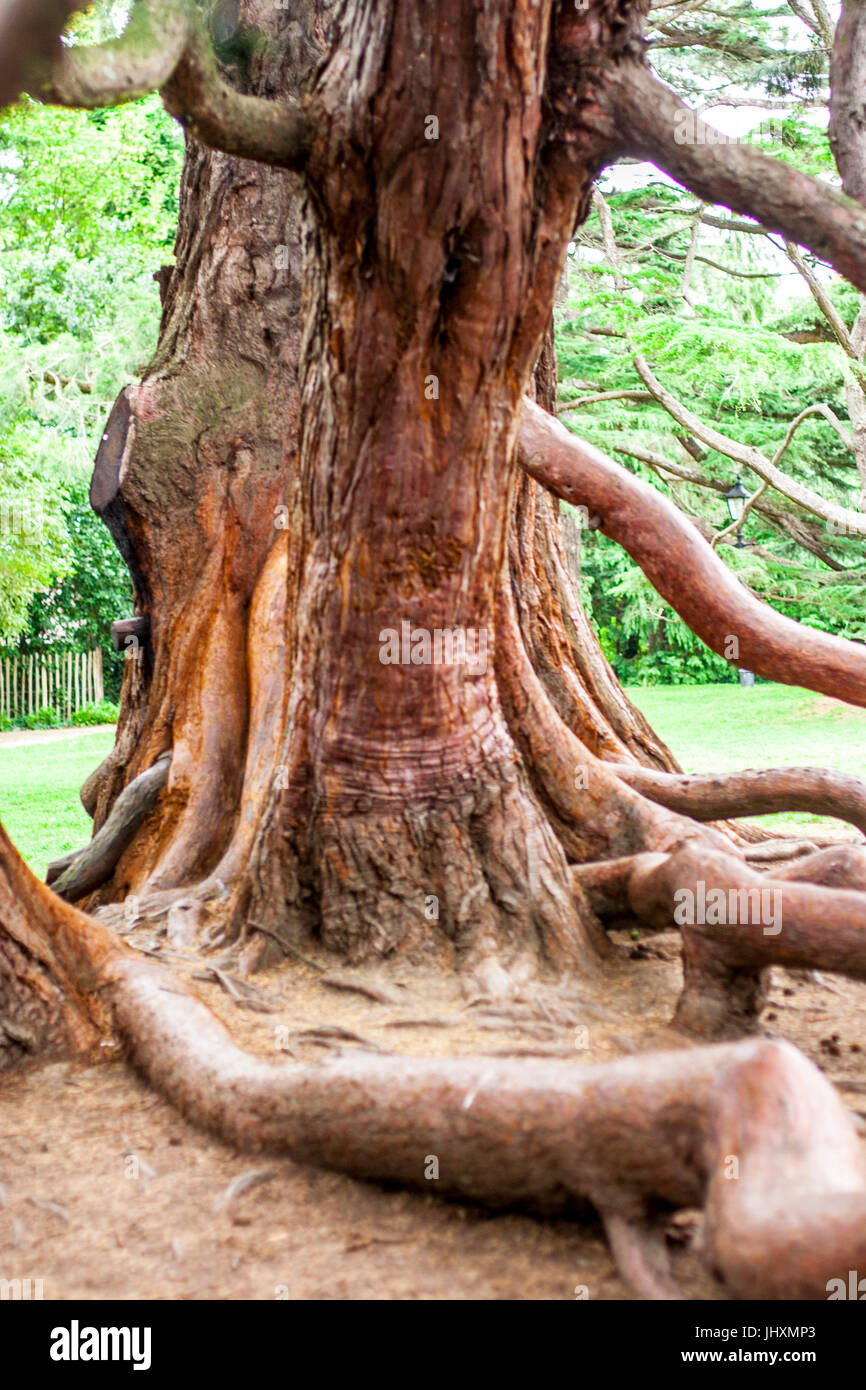 Large multi trunk tree with exposed large woody roots in Dublin Ireland ...