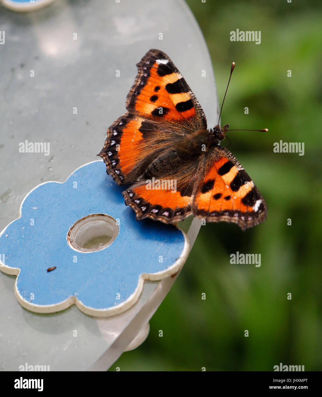 Tortoiseshell patterns hi-res stock photography and images - Alamy