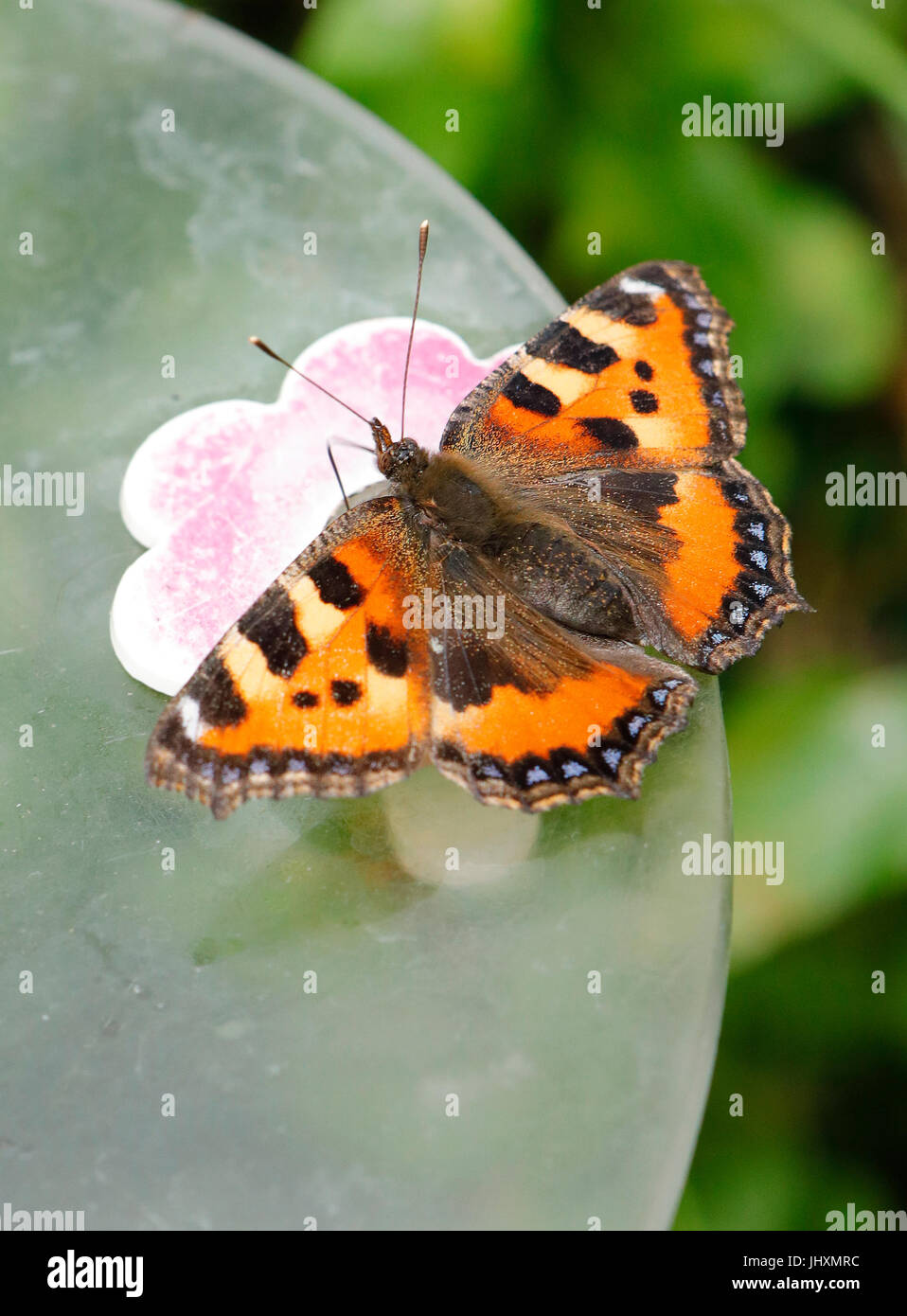 Tortoiseshell patterns hi-res stock photography and images - Alamy
