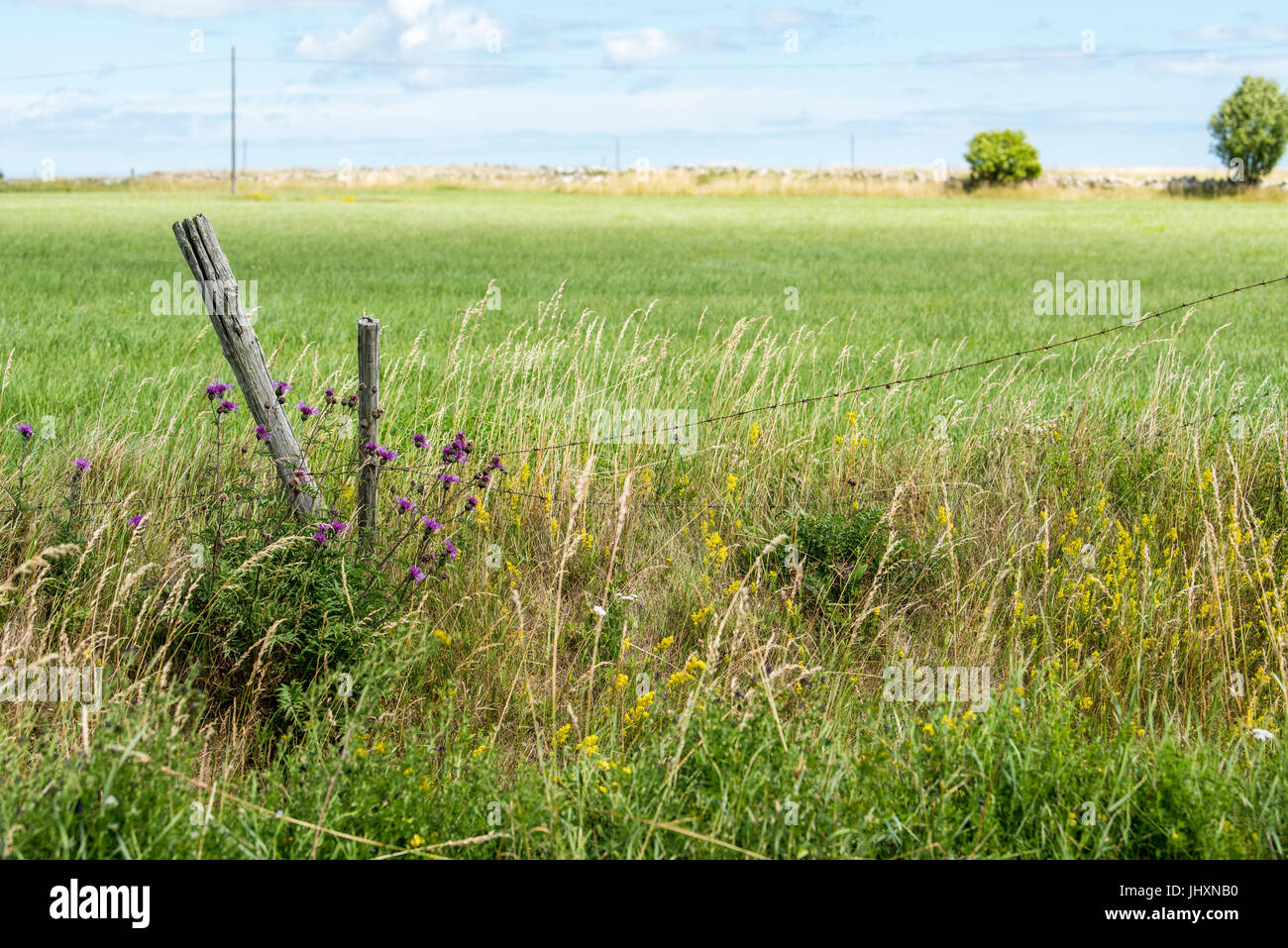 Meadow in the countryside of Swedish Baltic sea island Oland. Oland is ...