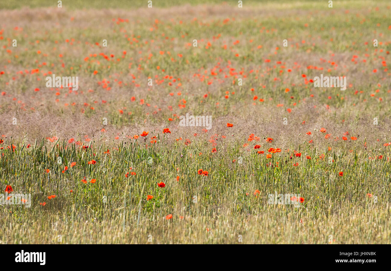 Poppies on summer meadow hi-res stock photography and images - Alamy