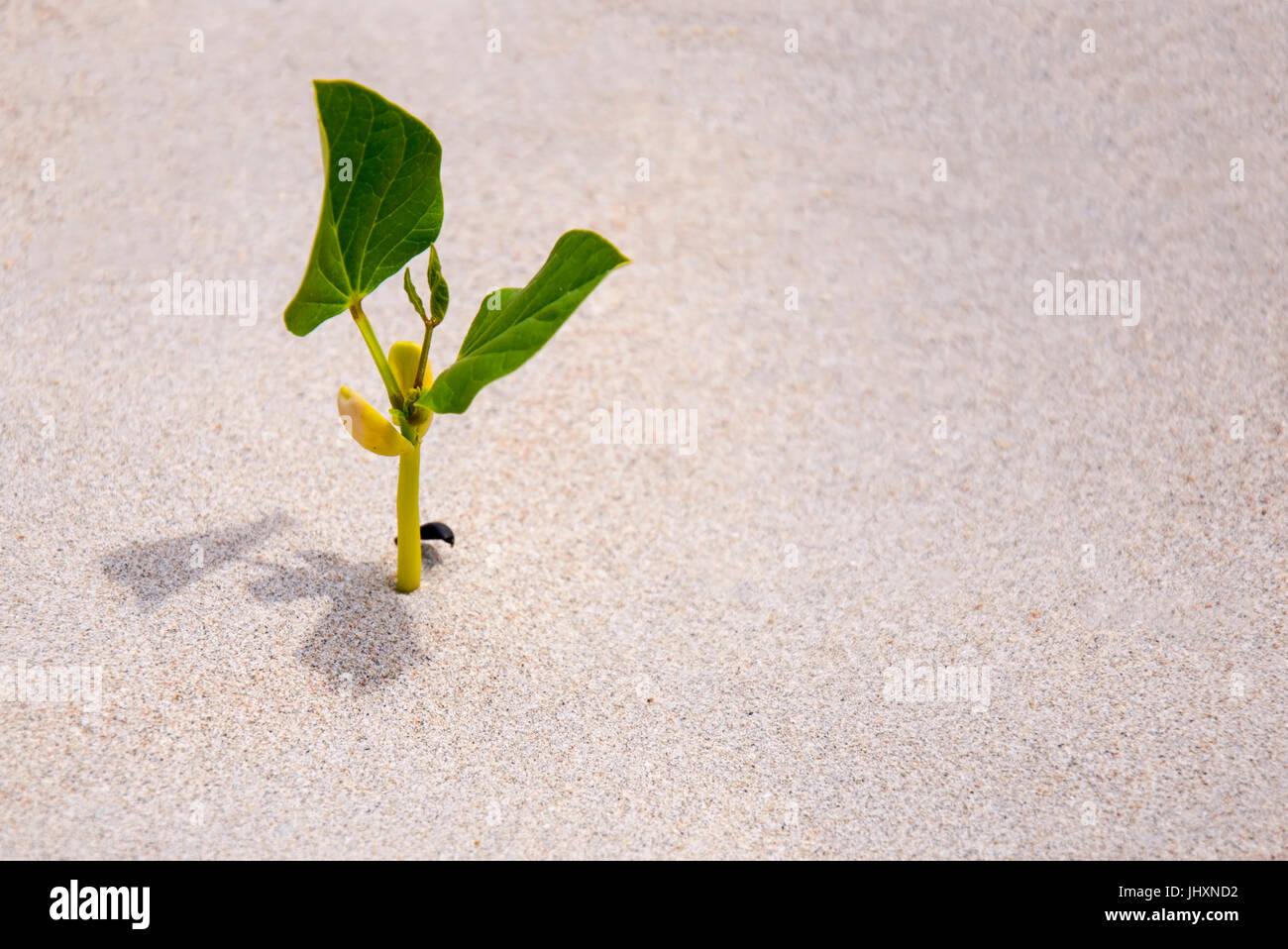 A sprout germinating in the sand, the only green plant Stock Photo - Alamy