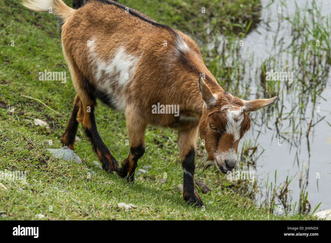 Fauna goat hi-res stock photography and images - Alamy