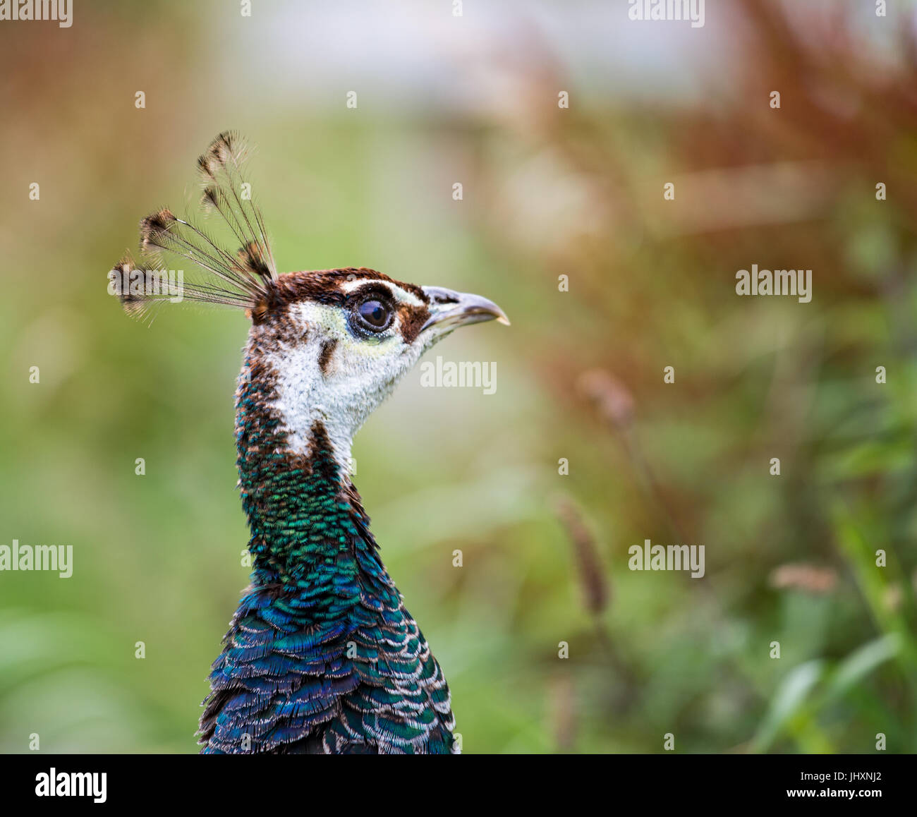 Female peacock hi-res stock photography and images - Alamy