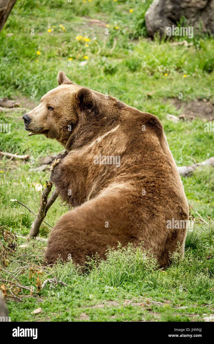 A captive grizzly bear is being playful with a stick near Bozeman ...