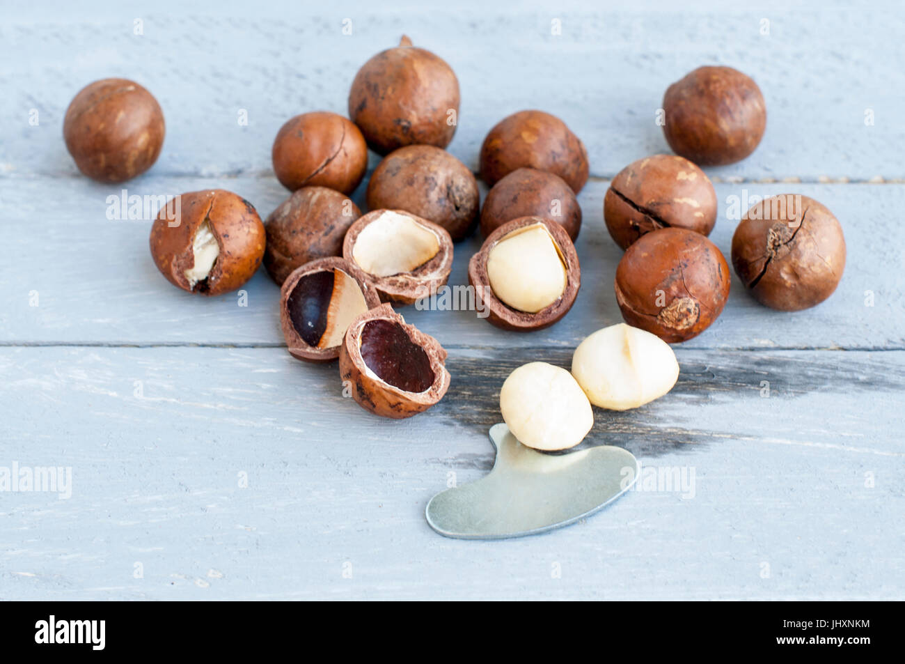 Macadamia is an Australian nut, a Kindal. On a wooden fob is a gray ...