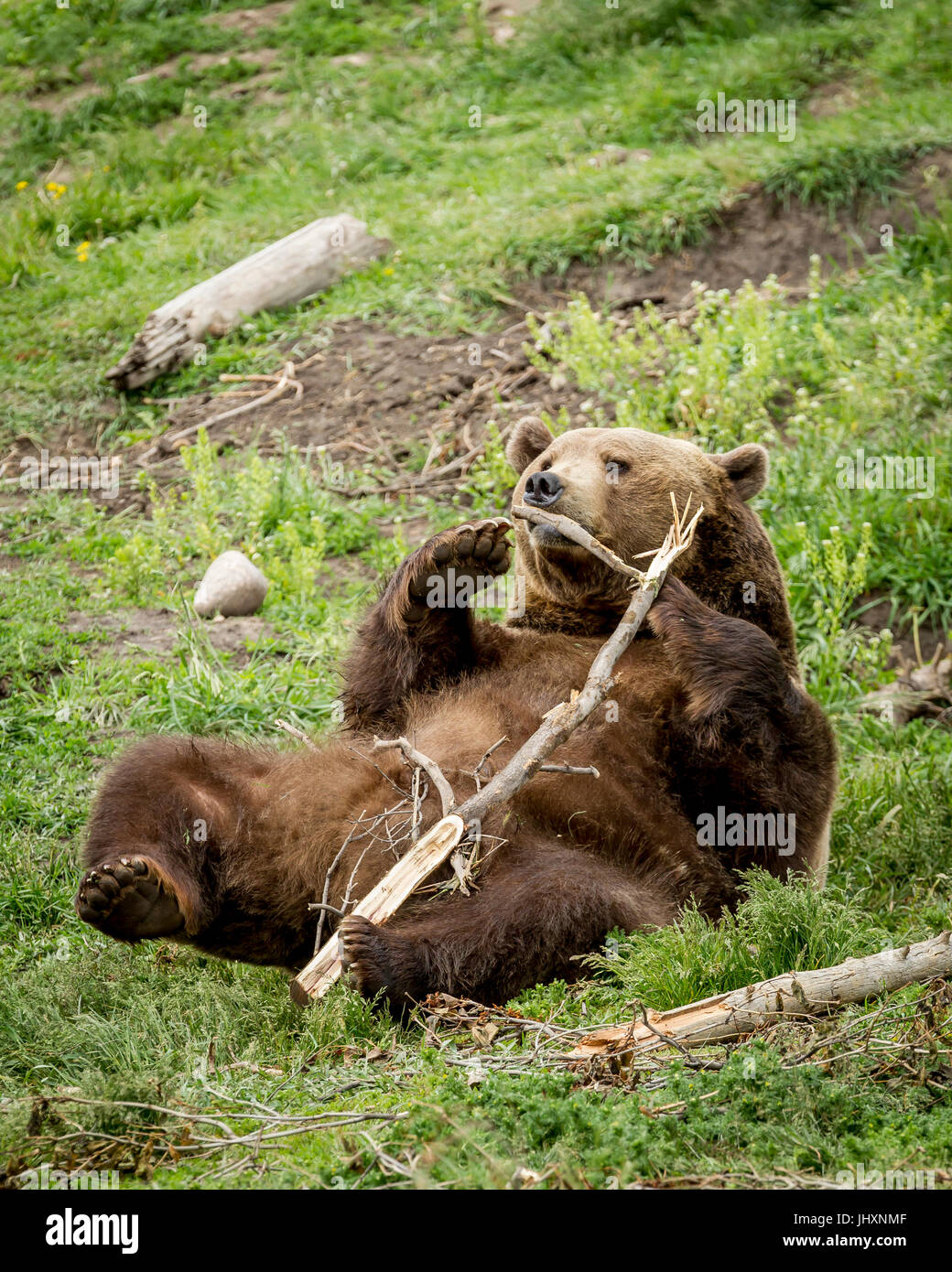 A captive grizzly bear is being playful with a stick near Bozeman ...