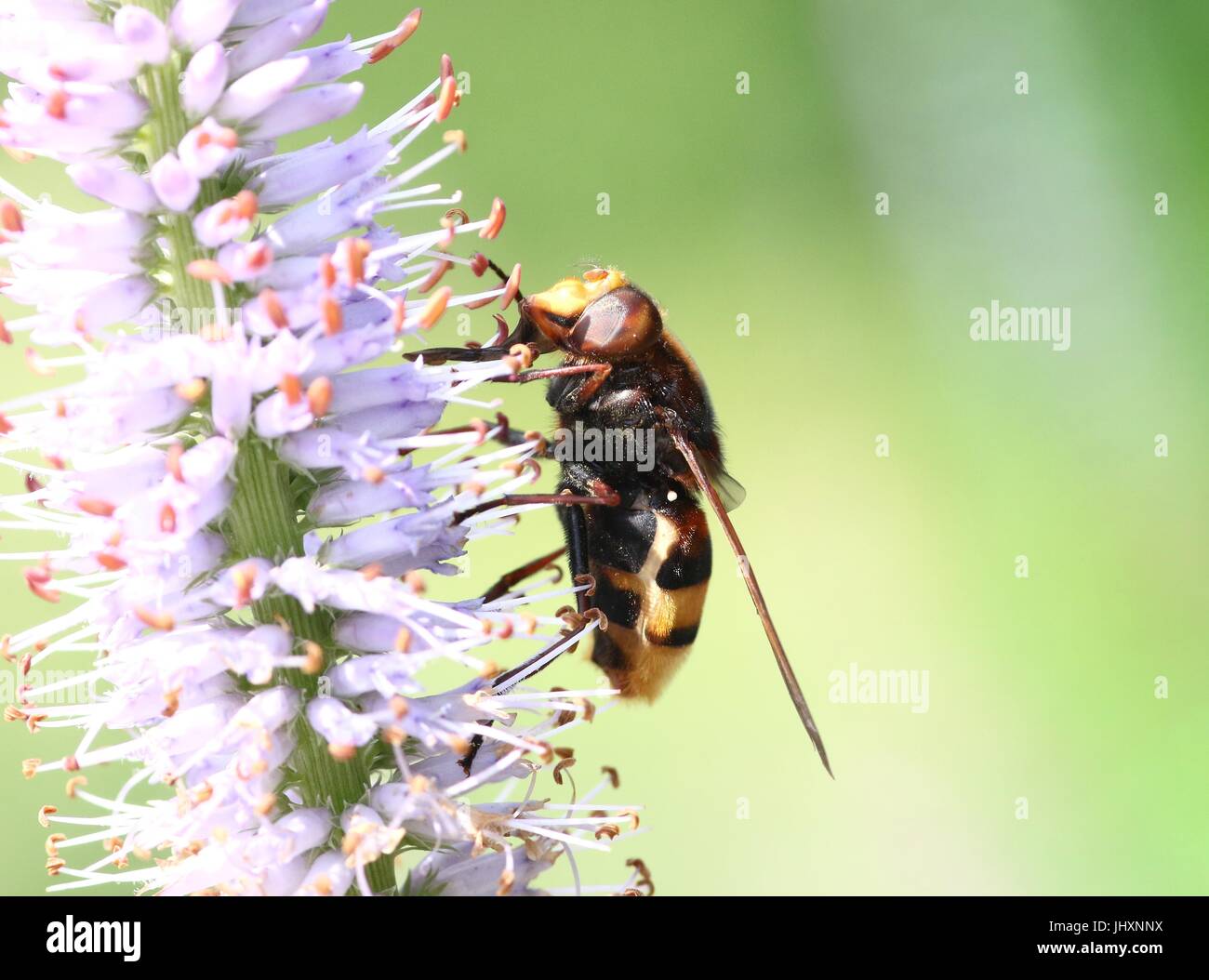 European hornet mimic Hoverfly (Volucella Zonaria Stock Photo - Alamy