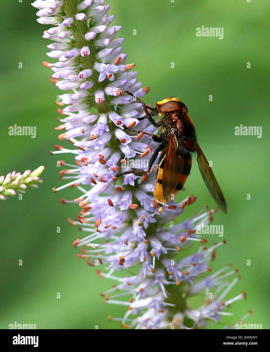 European hornet mimic Hoverfly (Volucella Zonaria Stock Photo - Alamy