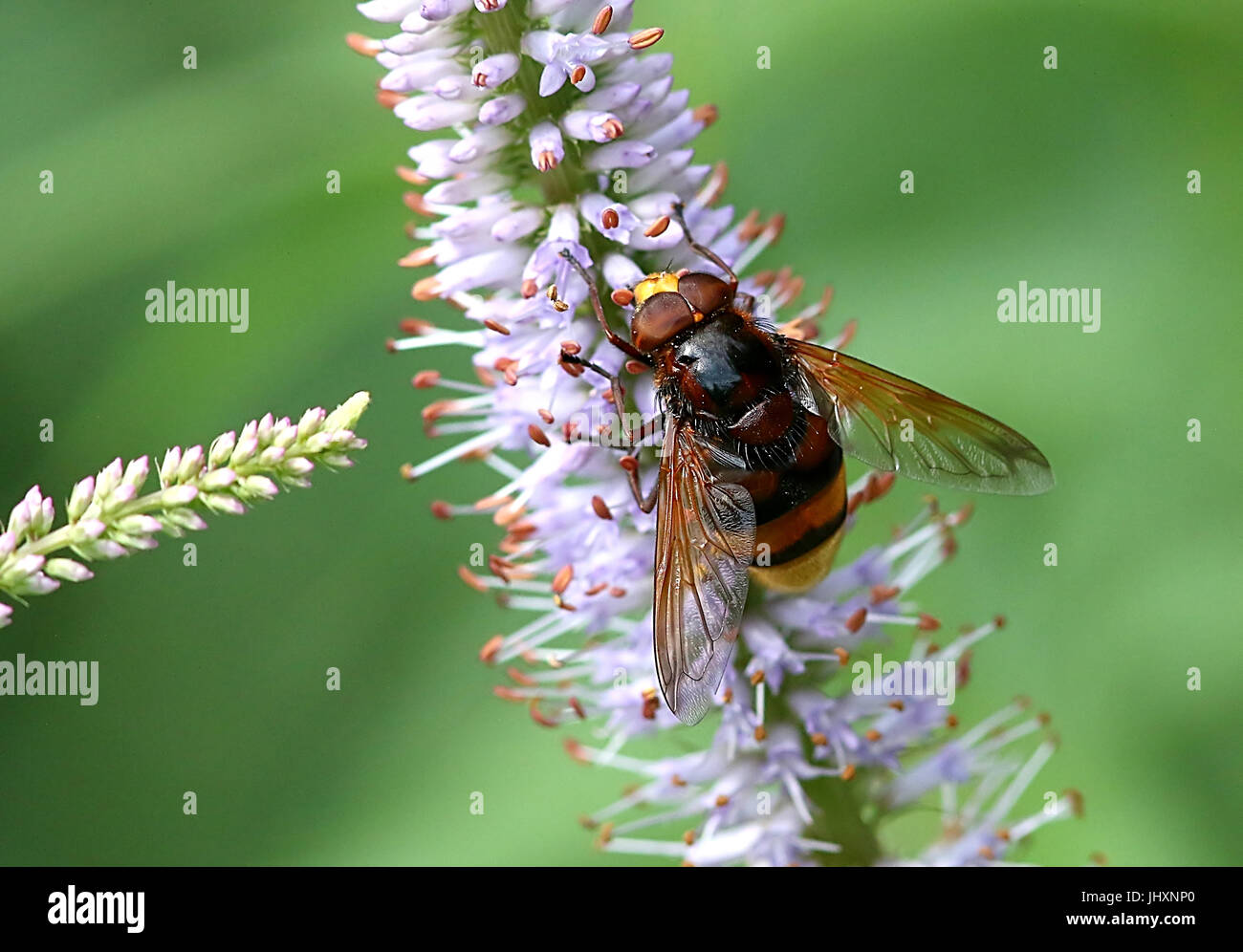 European hornet mimic Hoverfly (Volucella Zonaria Stock Photo - Alamy
