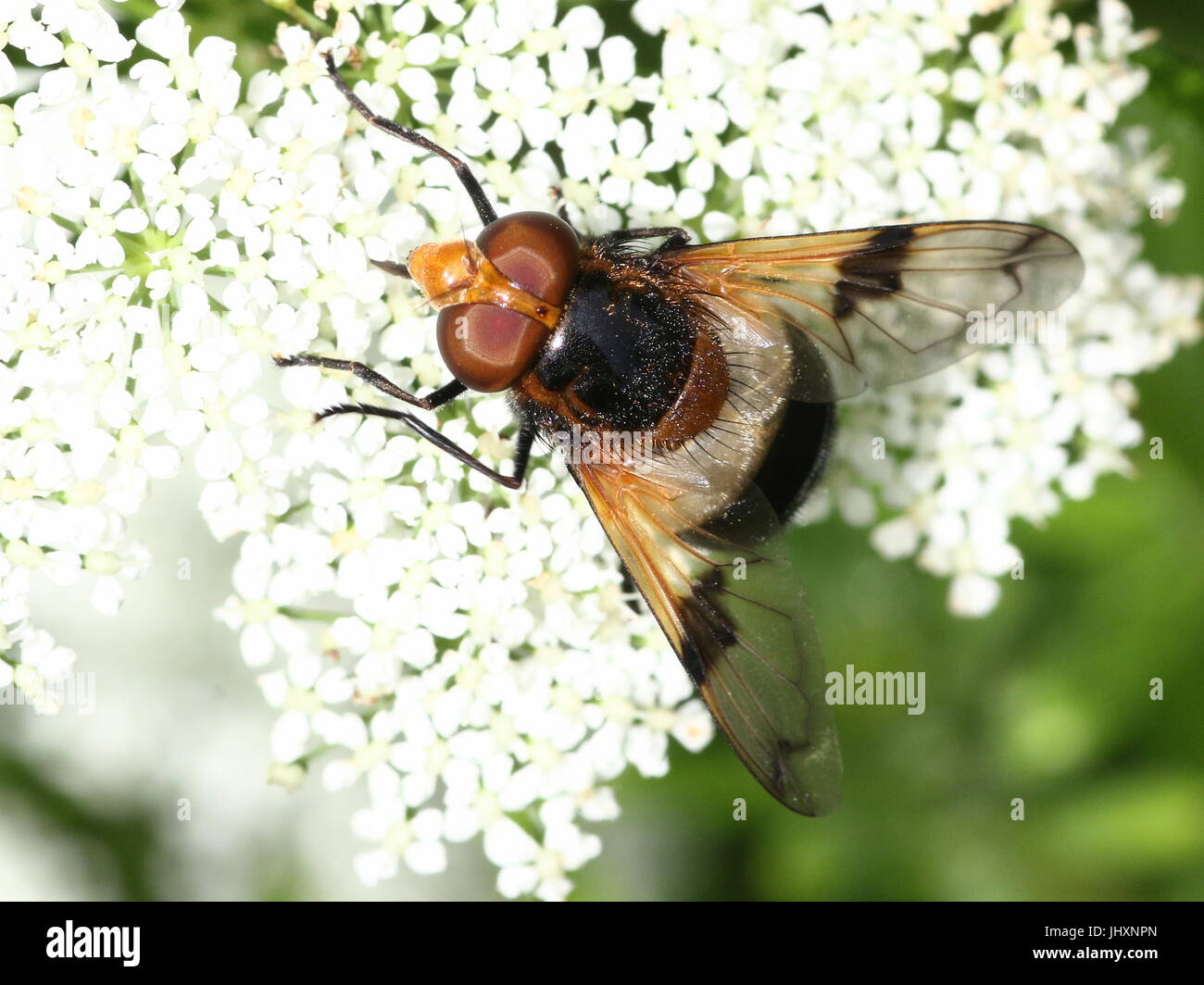 Volucelle Transparente High Resolution Stock Photography and Images - Alamy