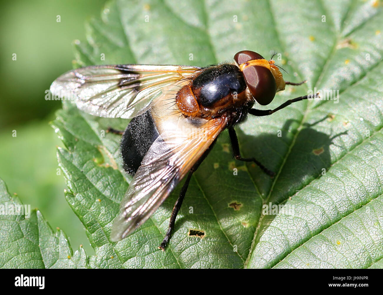 European Pelucid Hoverfly (Volucella pellucens), also unofficially ...